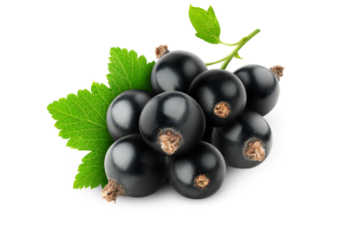 Performance Lab Vision Review - Supplement Reviews UK